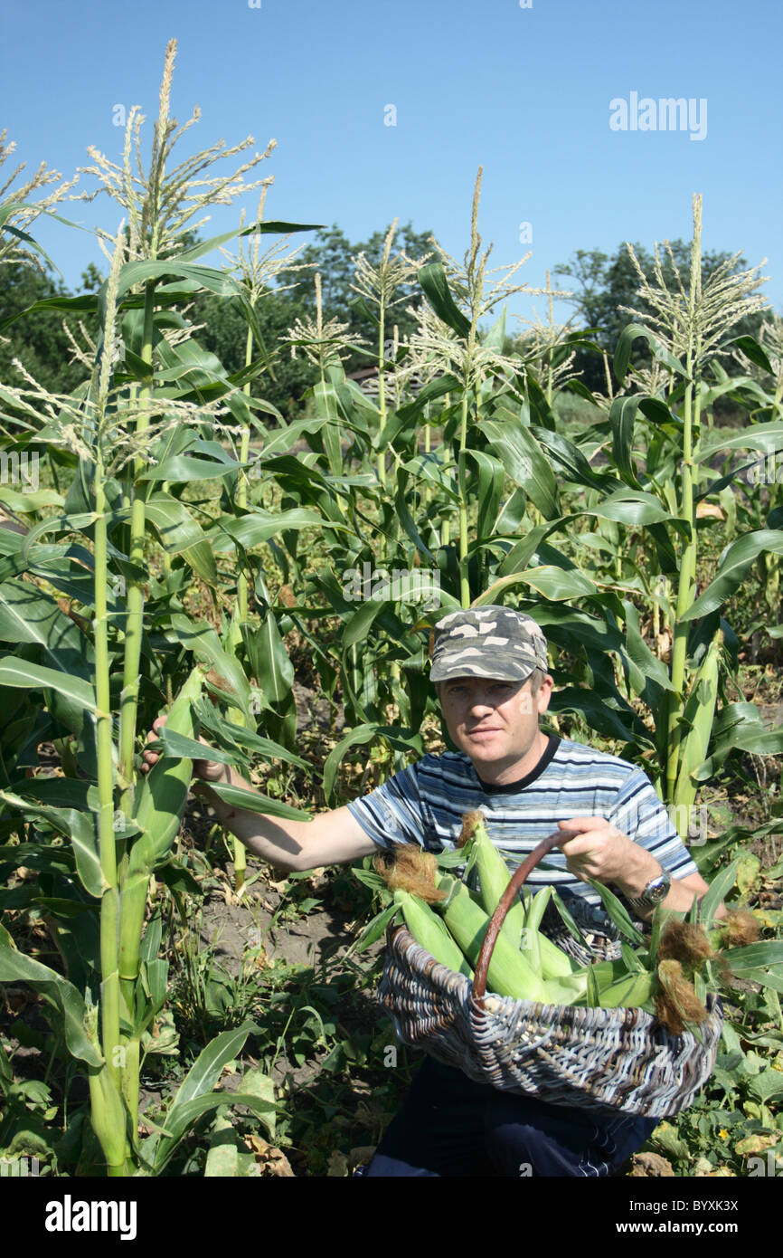 The Farmer collects the harvest of the corn Stock Photo - Alamy