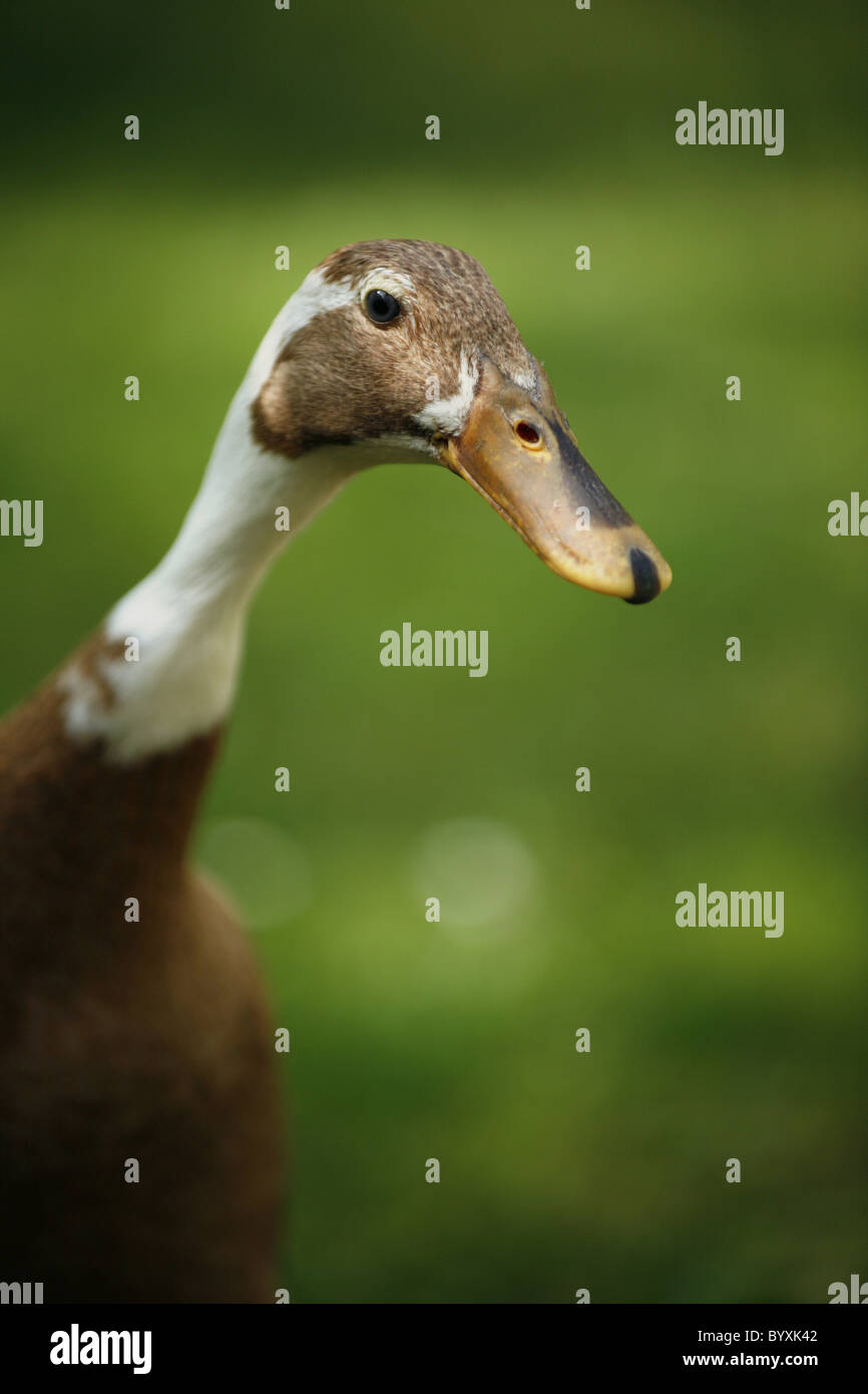 Indian runner duck hi-res stock photography and images - Alamy
