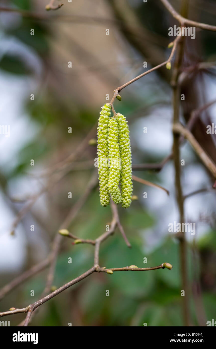 a catkin on a hazel tree Stock Photo - Alamy