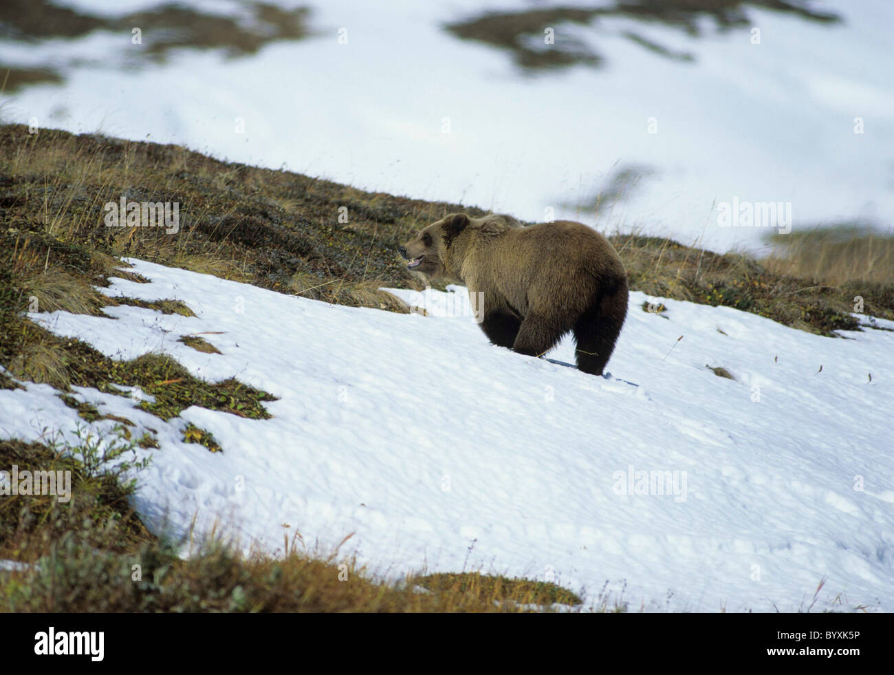 Grizzly Bear, Denali National Park, Alaska, Brown Bear, Bear, Bears ...