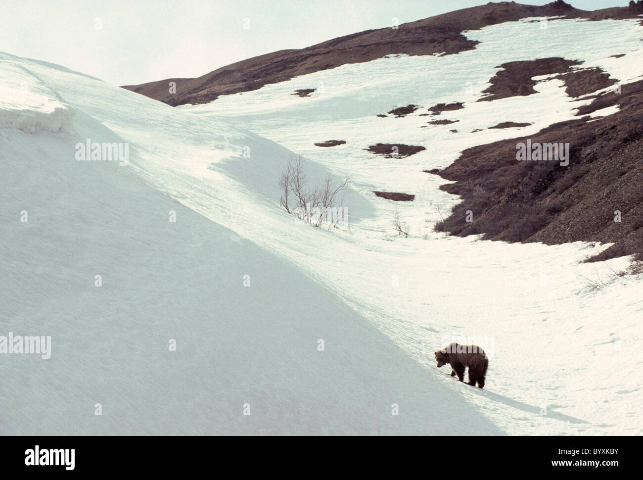 Brown Bear, Bear, Bears, Grizzly Bear crossing snowfield, Denali ...