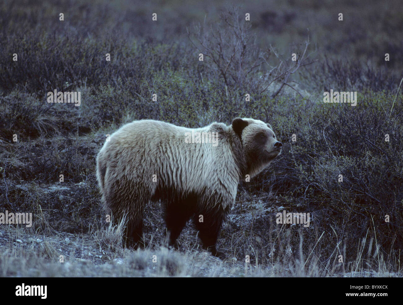 Grizzly Bear, Denali National Park, Alaska, Brown Bear, Bear, Bears ...