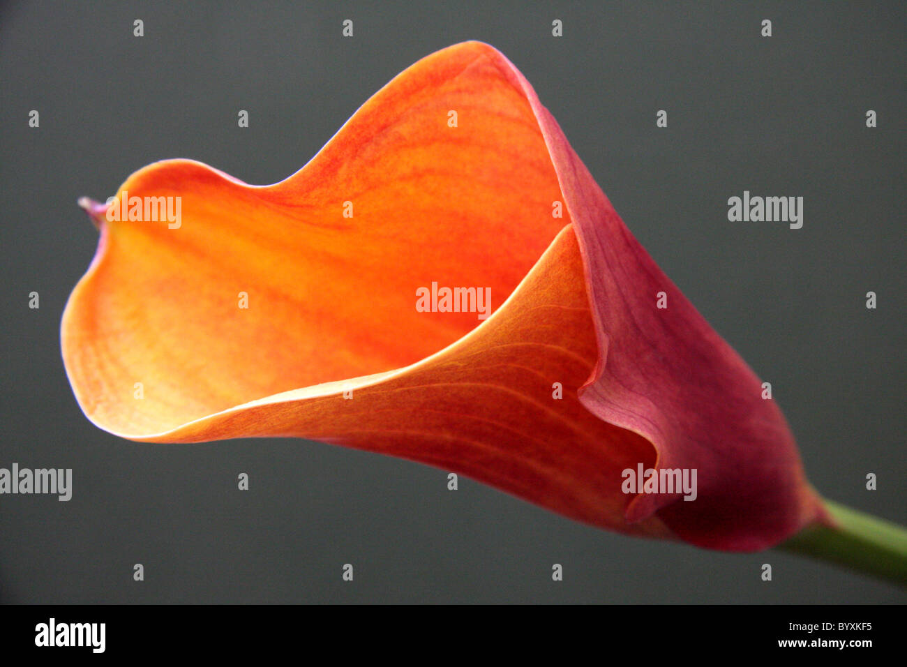 single calla lily Stock Photo - Alamy