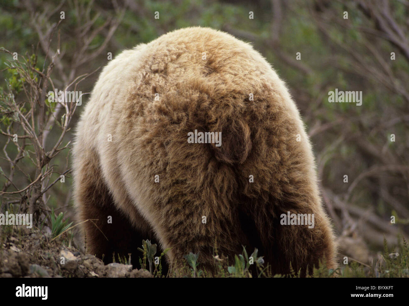 Grizzly Bear, Denali National Park, Alaska, Brown Bear, Bear, Bears ...
