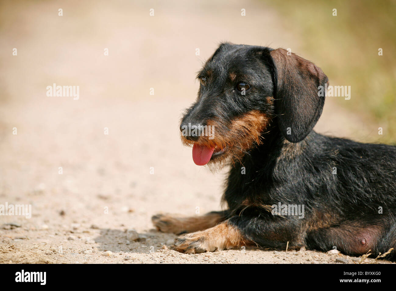 Dackel / Dachshund Stock Photo - Alamy