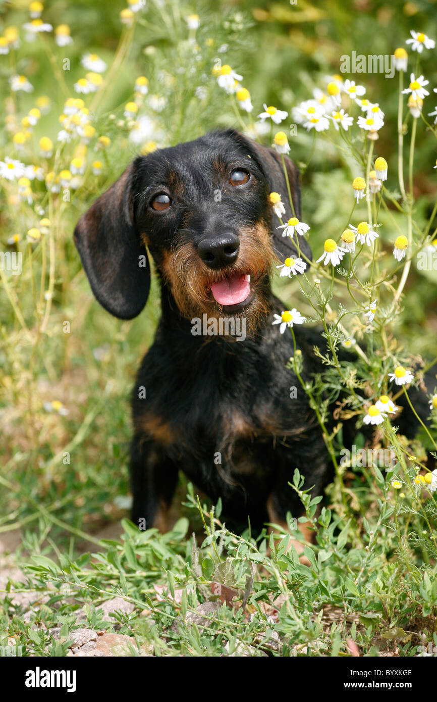 Dackel / Dachshund Stock Photo - Alamy