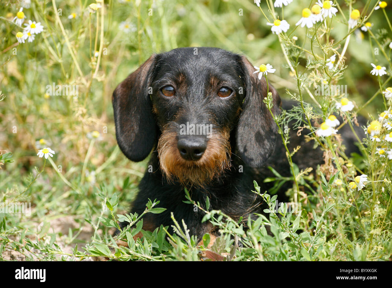 Dackel / Dachshund Stock Photo - Alamy