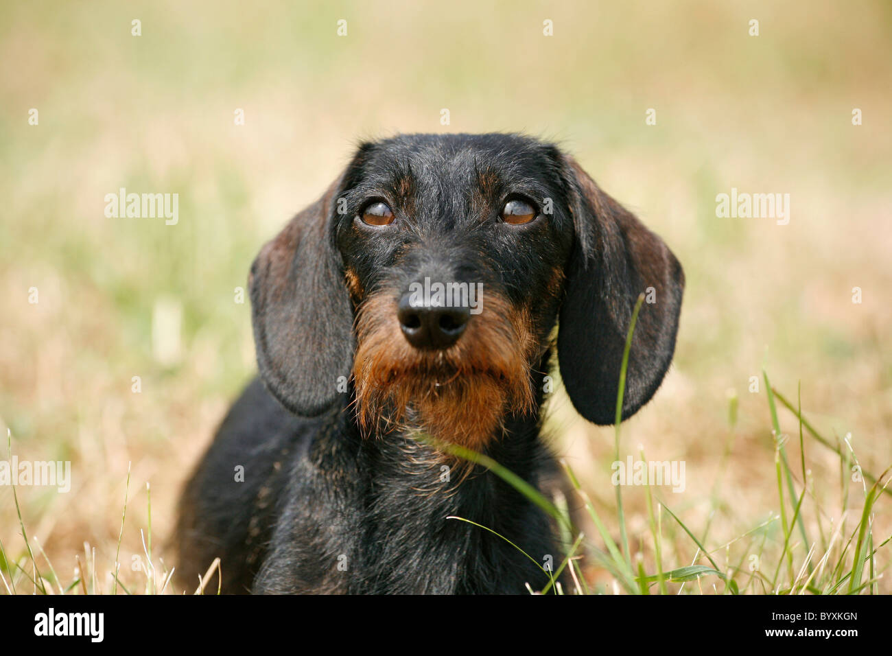 Dackel Portrait / Dachshund Portrait Stock Photo - Alamy