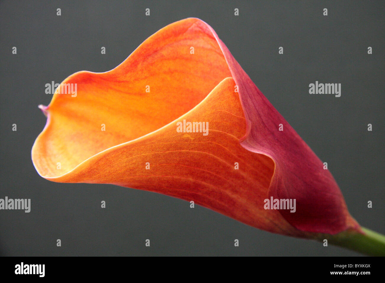 single calla lily Stock Photo - Alamy