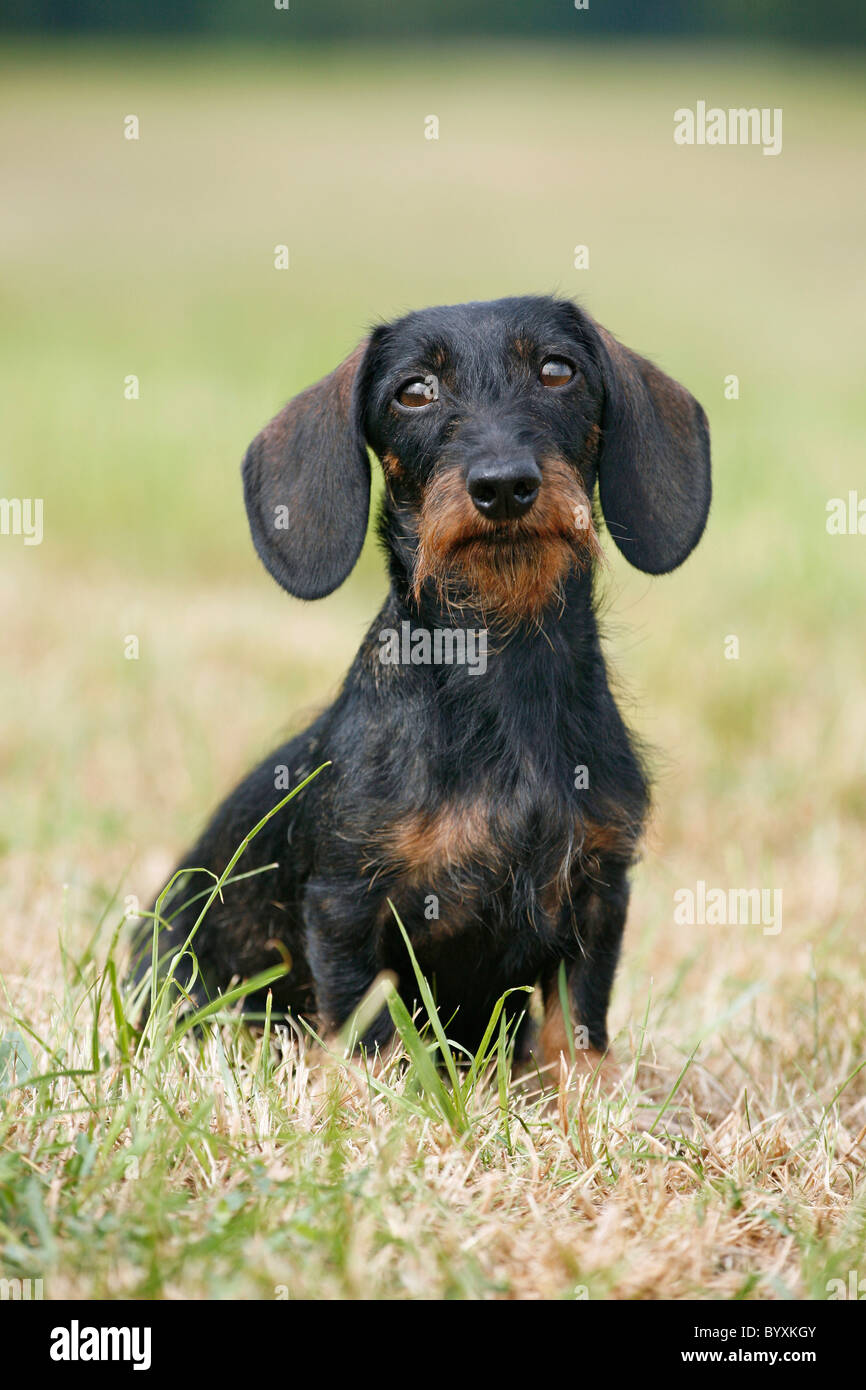 Dackel / Dachshund Stock Photo - Alamy