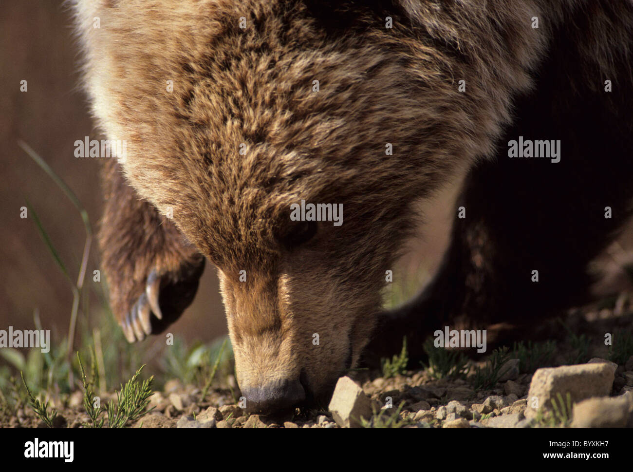 Grizzly Bear, Denali National Park, Alaska, Brown Bear, Bear, Bears ...