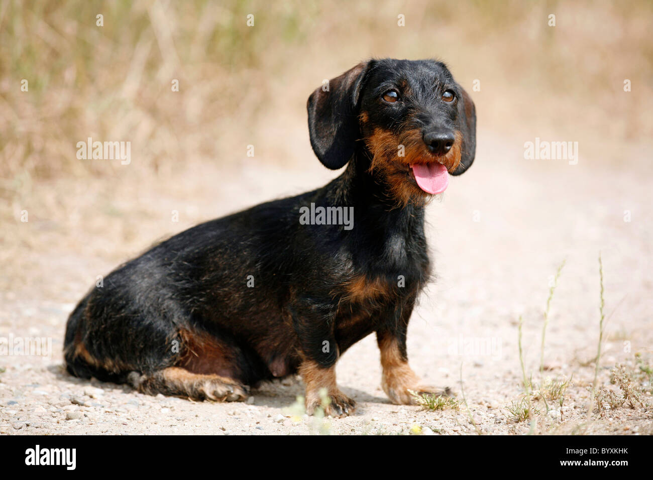 Dackel / Dachshund Stock Photo - Alamy