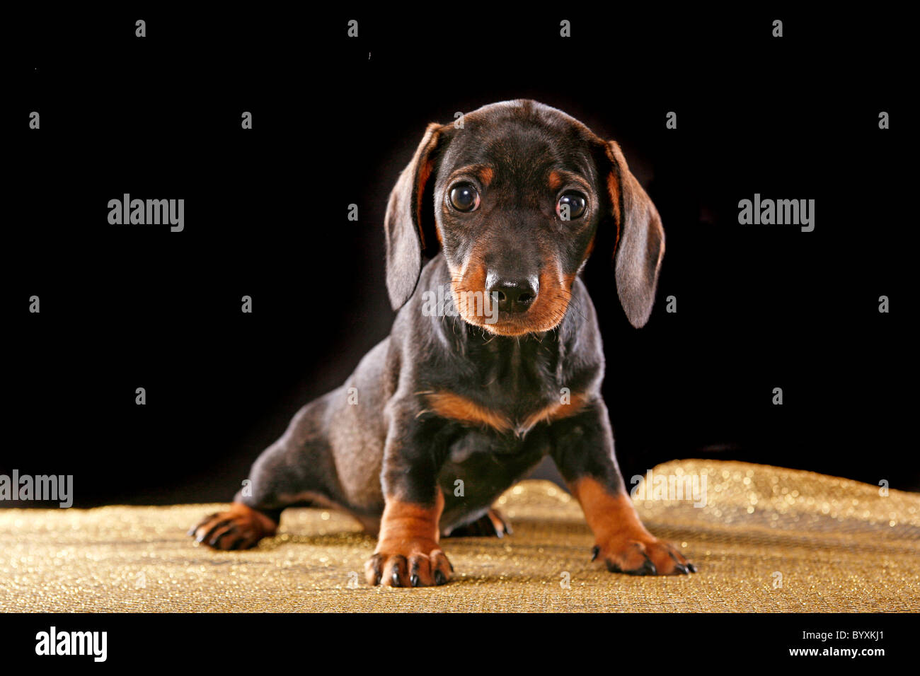 Dackel welpen teckel puppies hi-res stock photography and images - Alamy