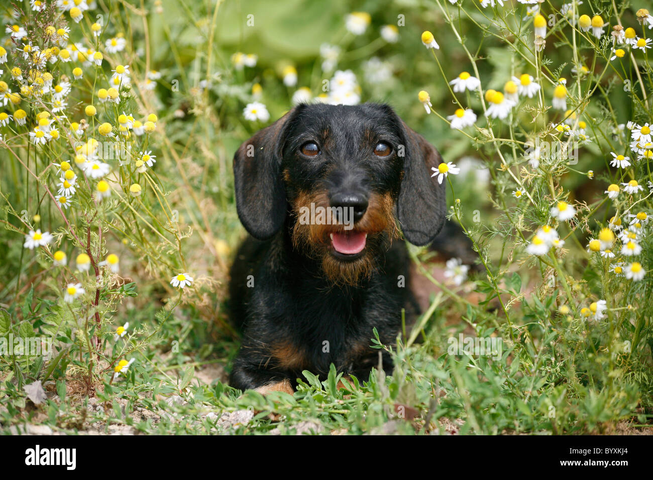 Rauhaar dackel hi-res stock photography and images - Alamy