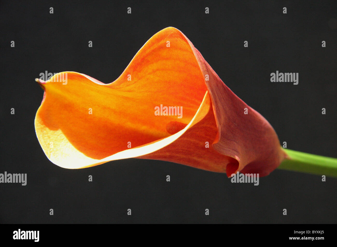 Lily sunshine hi-res stock photography and images - Alamy