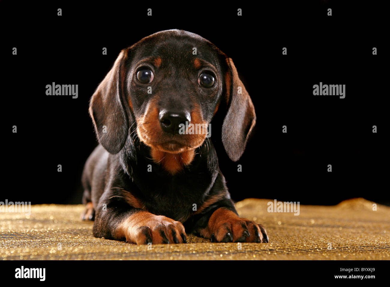 Dackel welpen teckel puppies hi-res stock photography and images - Alamy