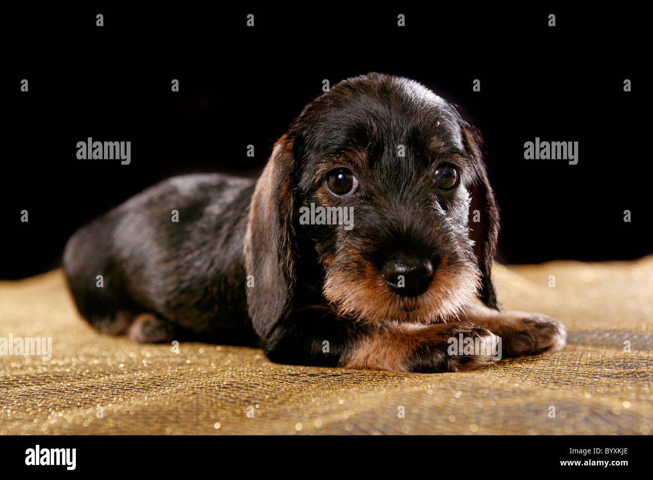 Rauhaardackel Welpe / Teckel Puppy Stock Photo, Royalty Free Image ...