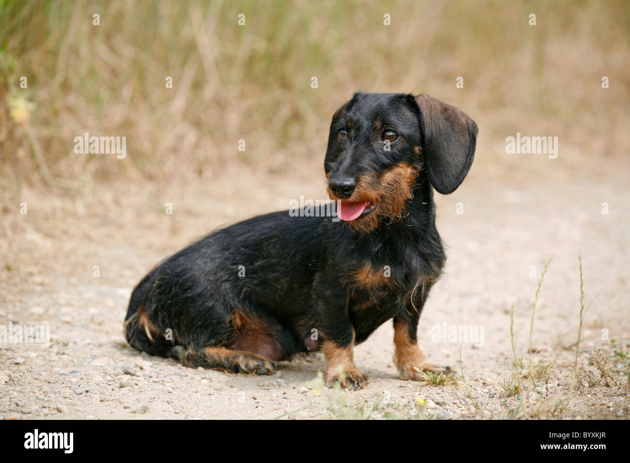 Dackel / Dachshund Stock Photo - Alamy