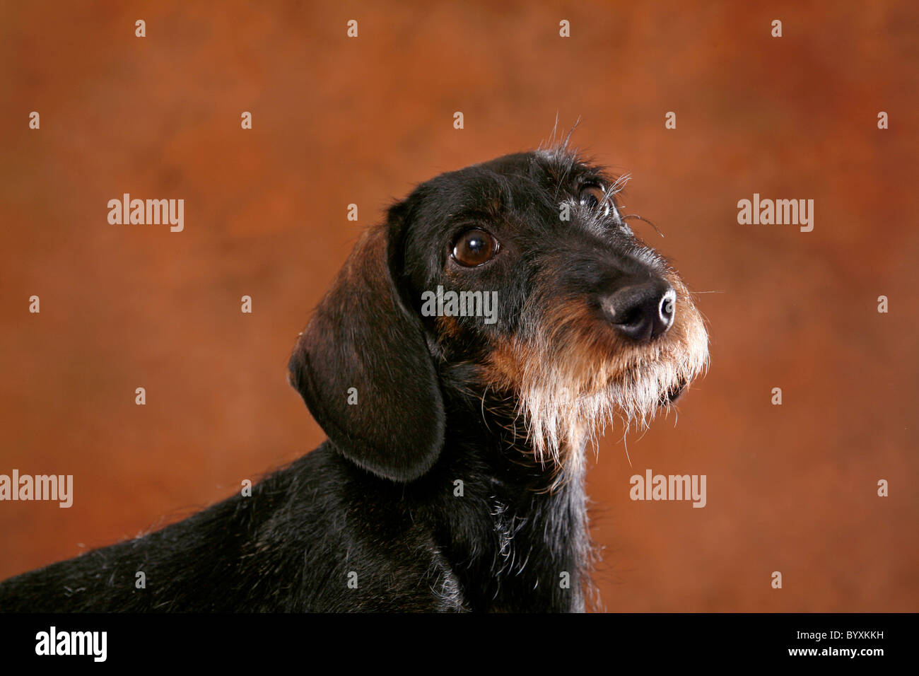 Dackel Portrait / Dachshund Portrait Stock Photo - Alamy