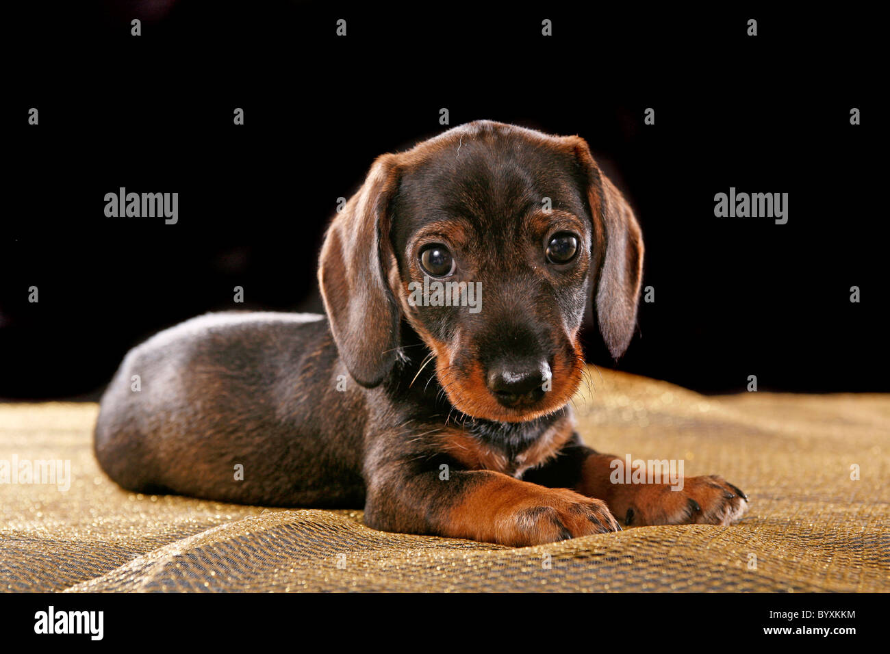 Dackel welpen teckel puppies hi-res stock photography and images - Alamy