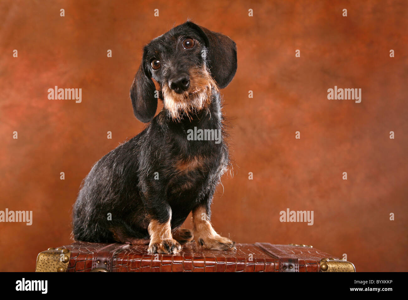 Dackel / Dachshund Stock Photo - Alamy
