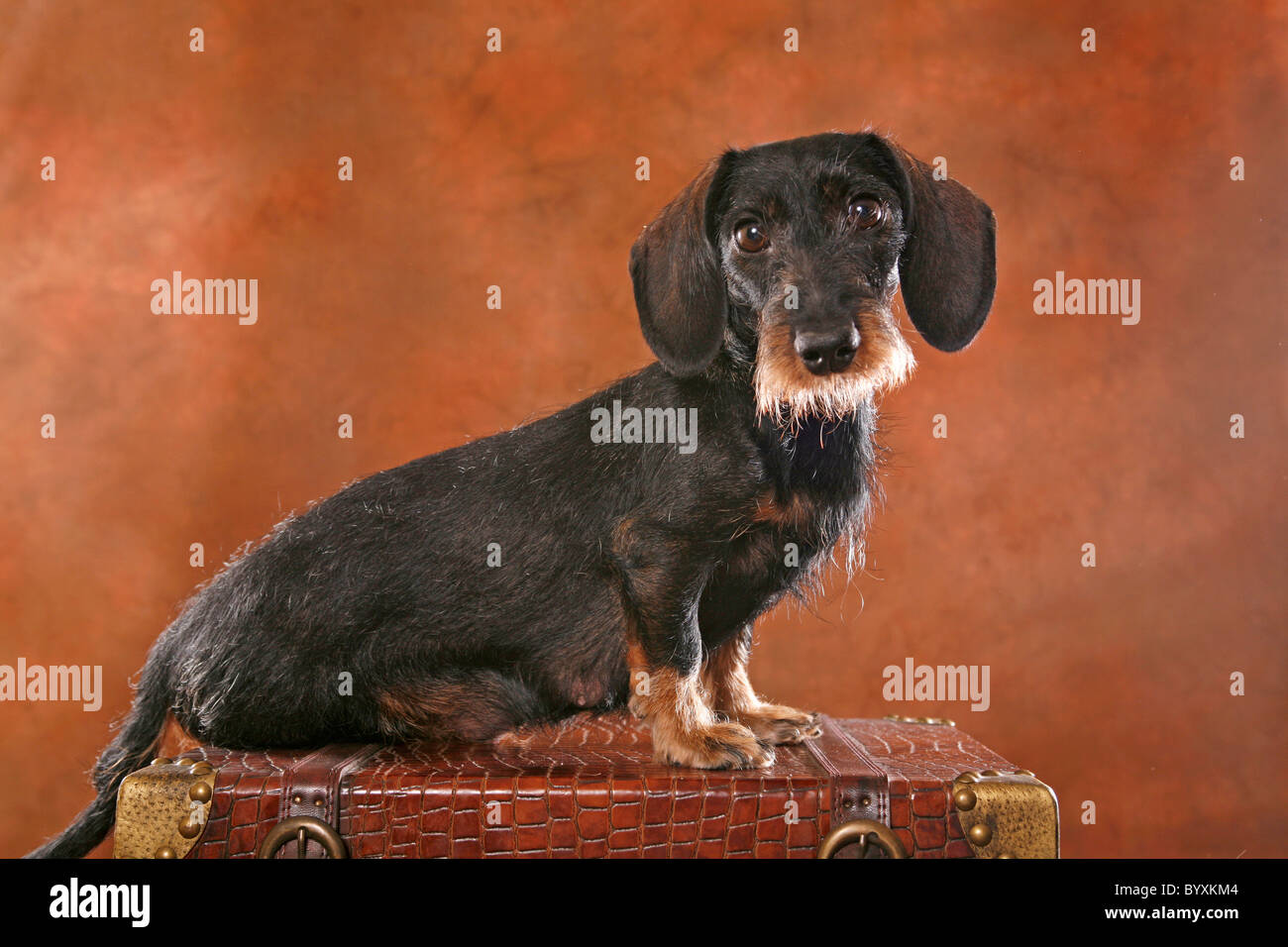 Dackel / Dachshund Stock Photo - Alamy