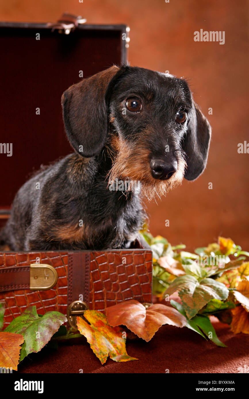 Dackel / Dachshund Stock Photo - Alamy