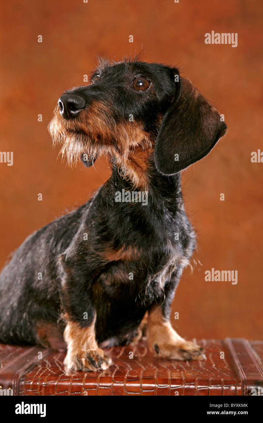 Dackel / Dachshund Stock Photo - Alamy