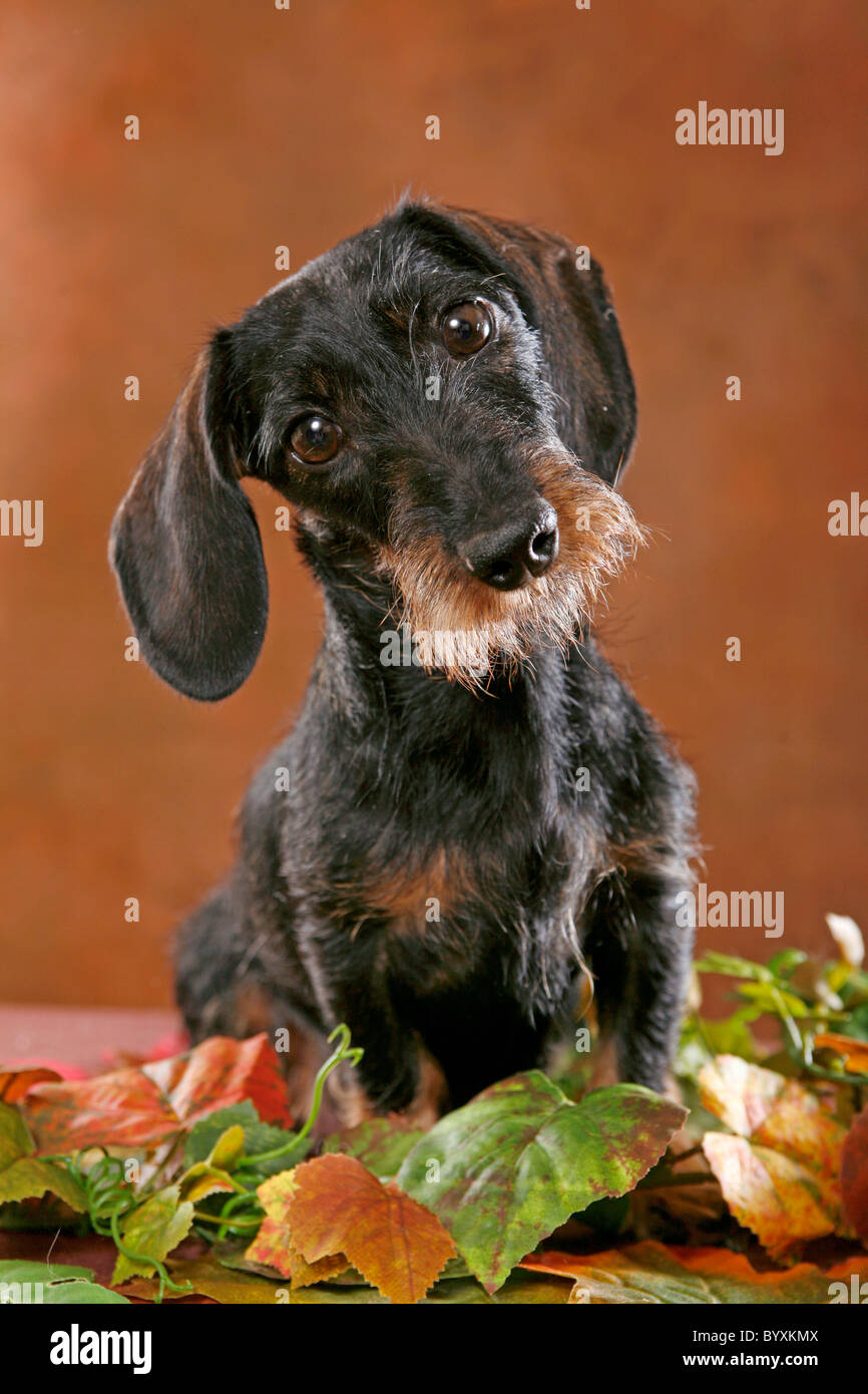 Dackel / Dachshund Stock Photo - Alamy