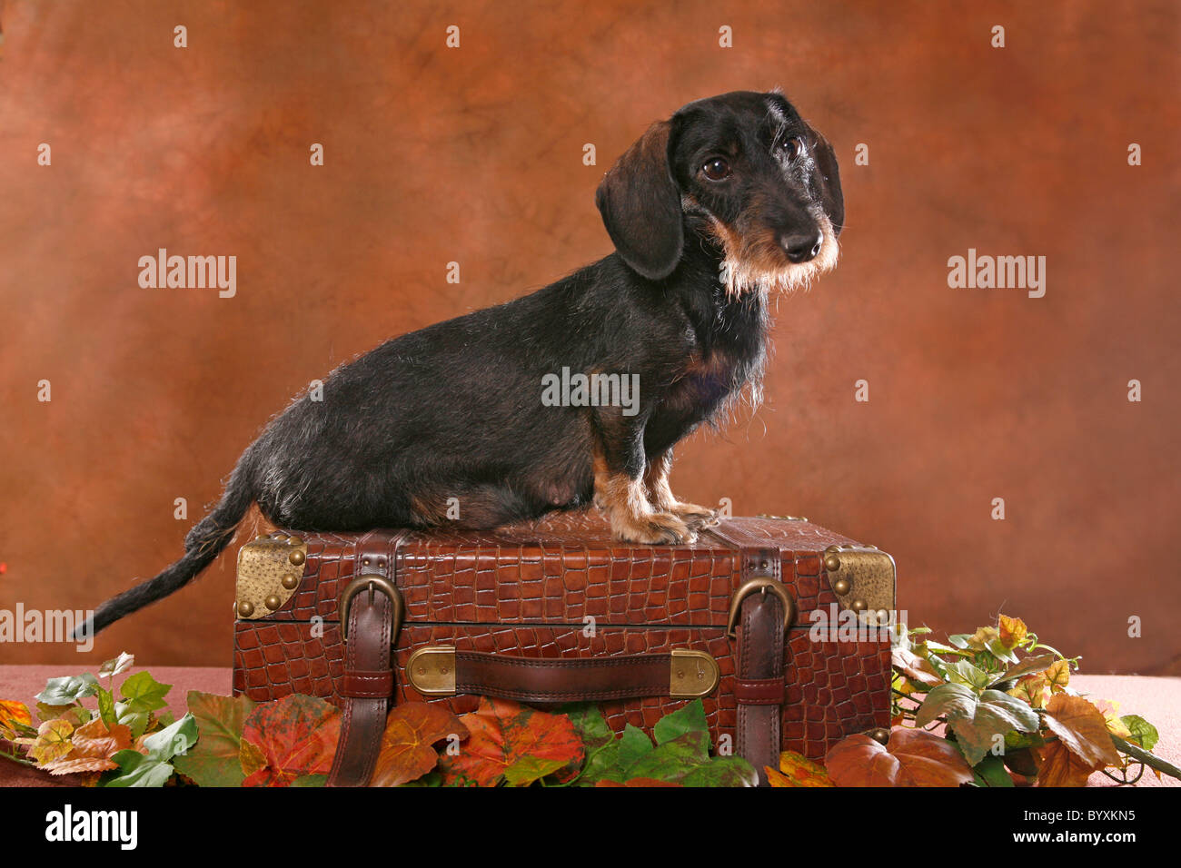 Dackel / Dachshund Stock Photo - Alamy