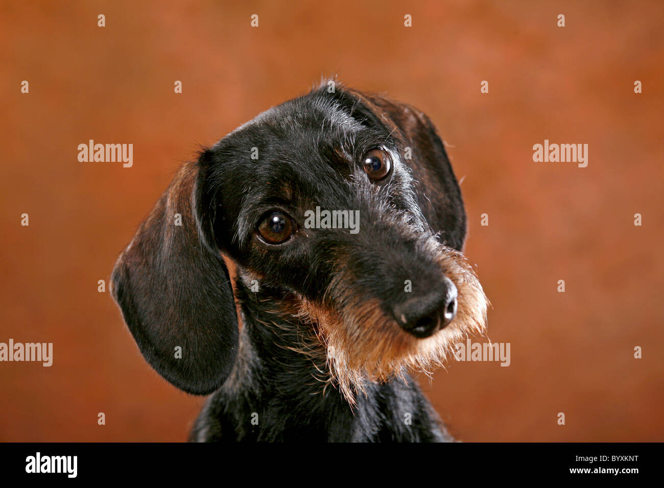 Dackel Portrait / Dachshund Portrait Stock Photo - Alamy
