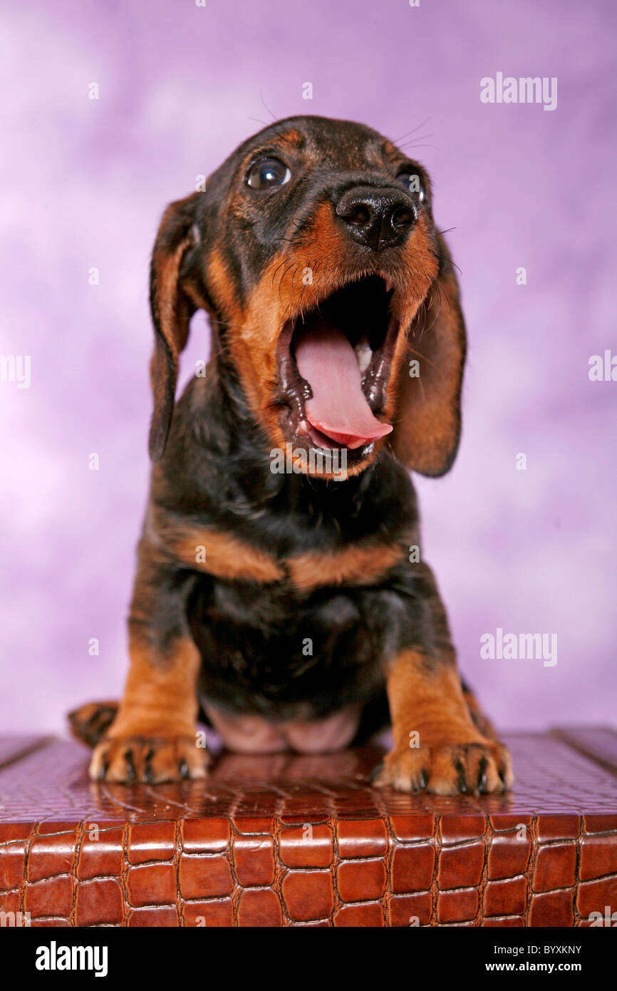 Dackel welpen teckel puppies hi-res stock photography and images - Alamy