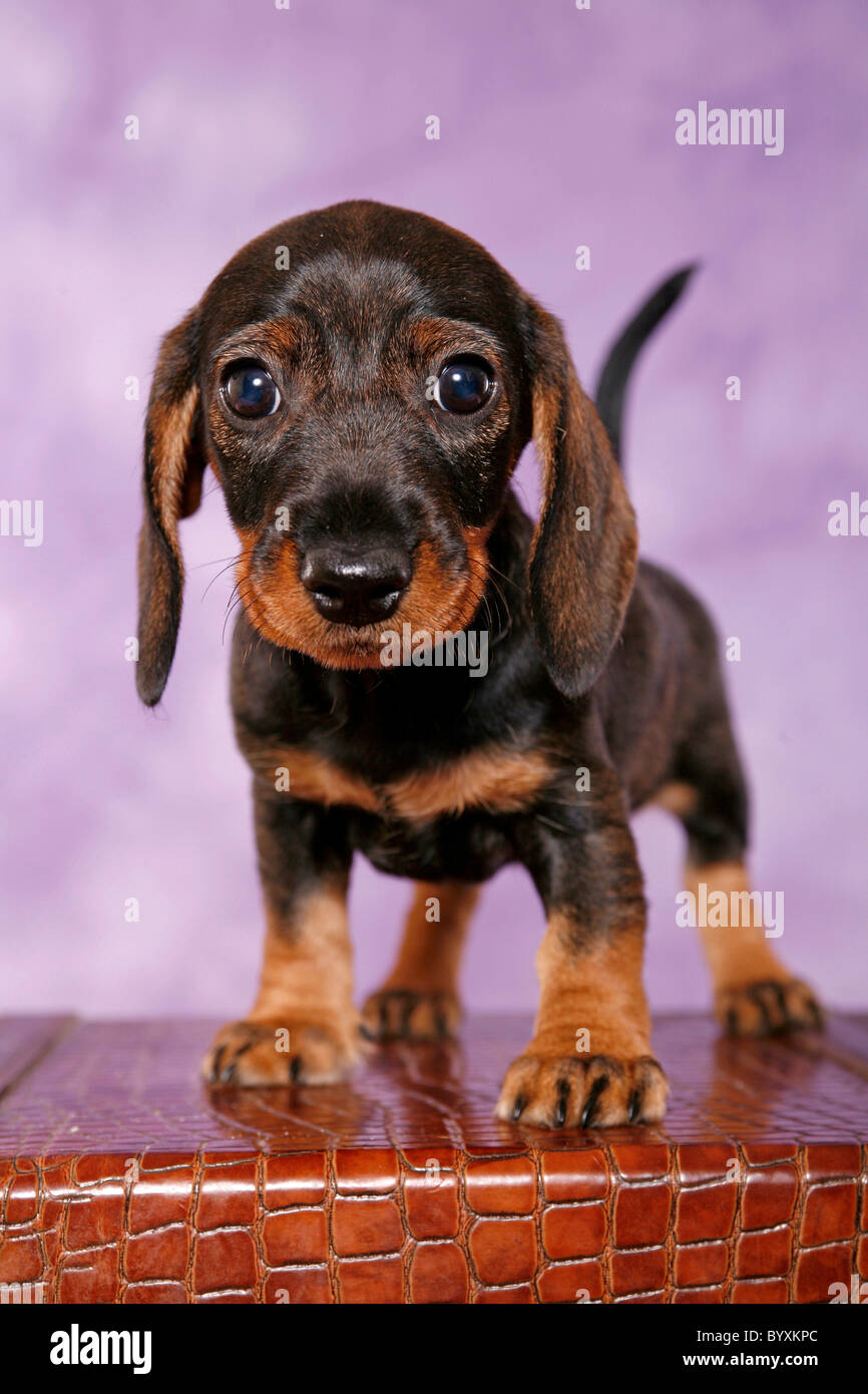 Rauhaardackel Welpe / Teckel Puppy Stock Photo - Alamy