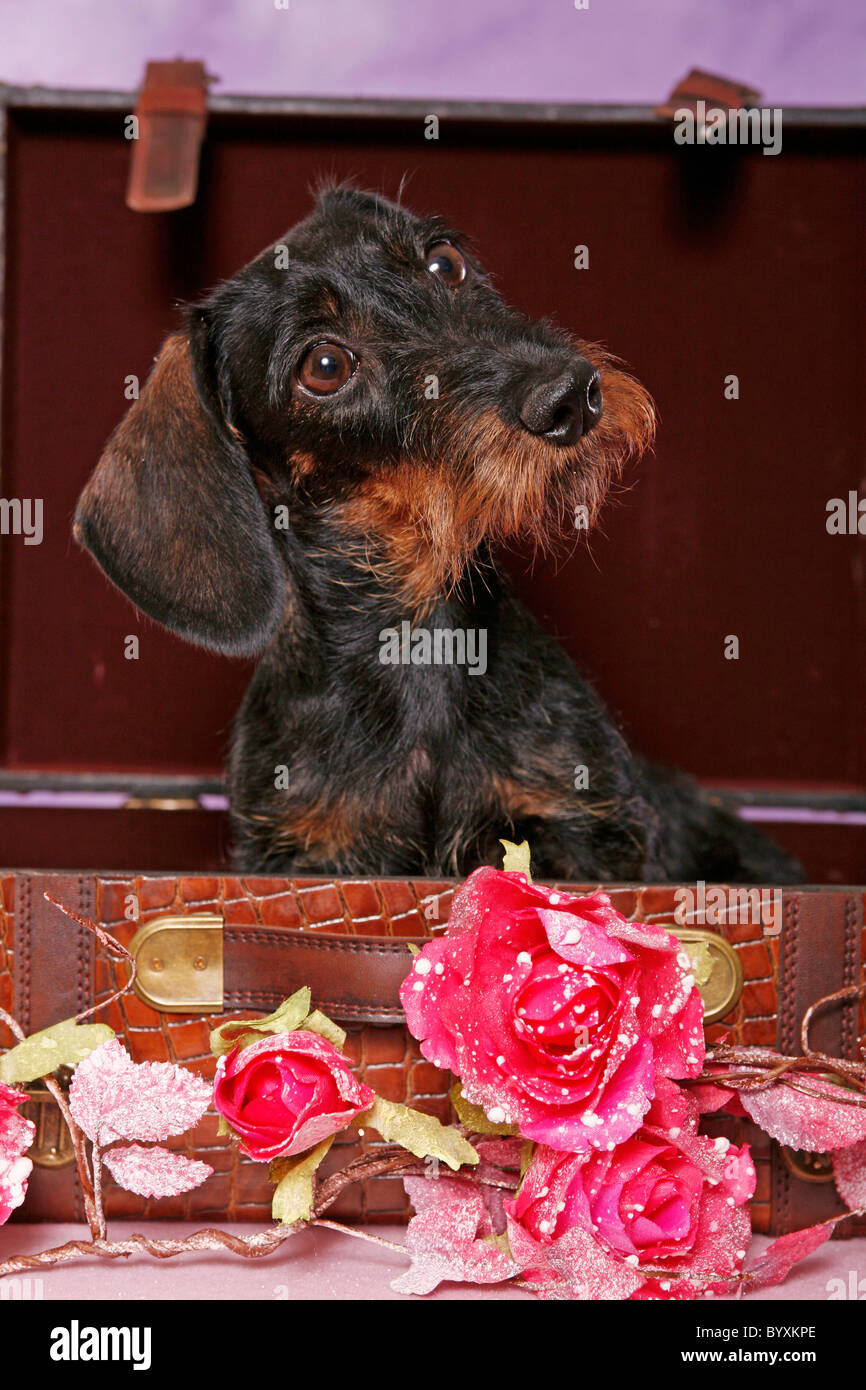 Dackel / Dachshund Stock Photo - Alamy