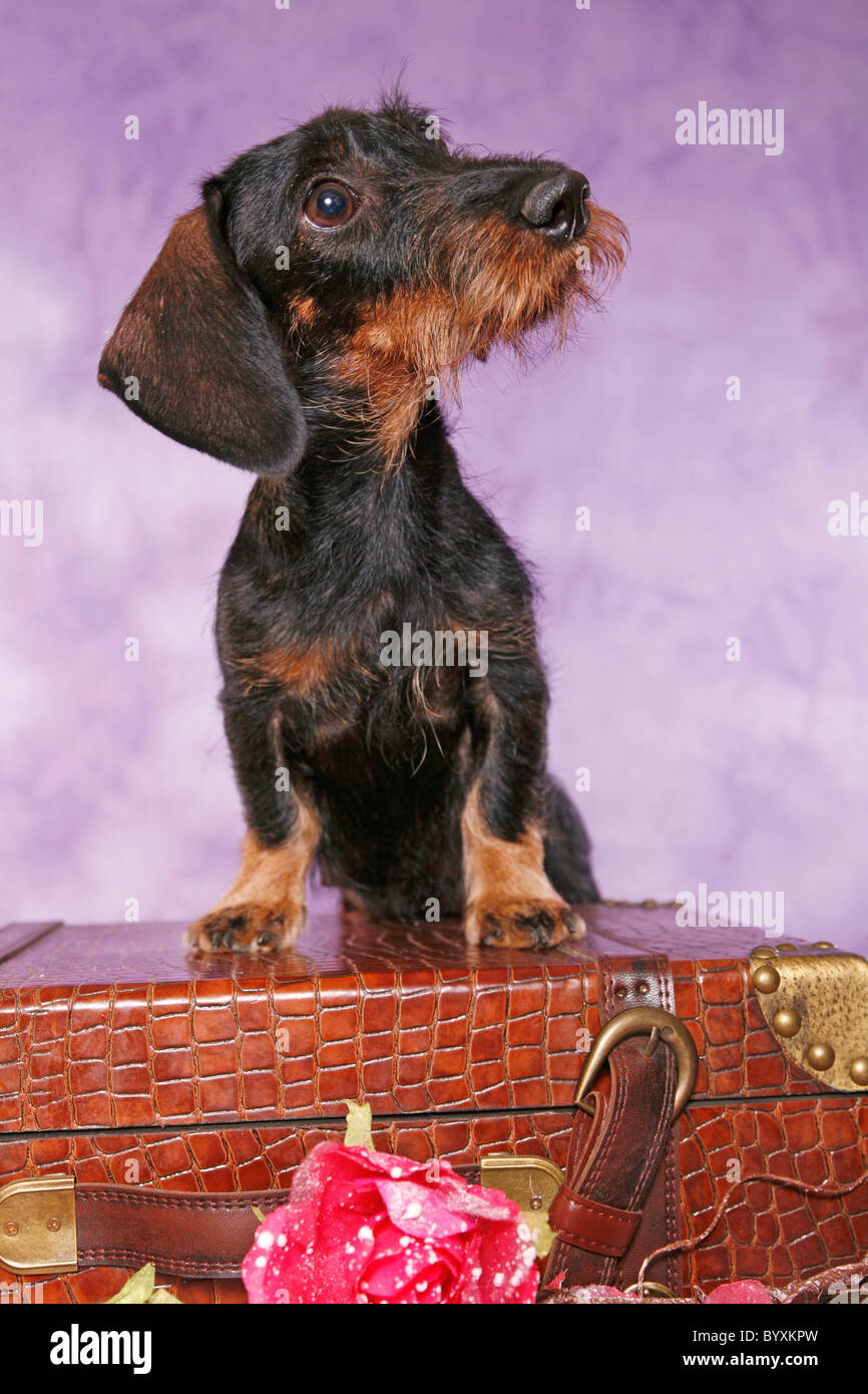 Dackel / Dachshund Stock Photo - Alamy