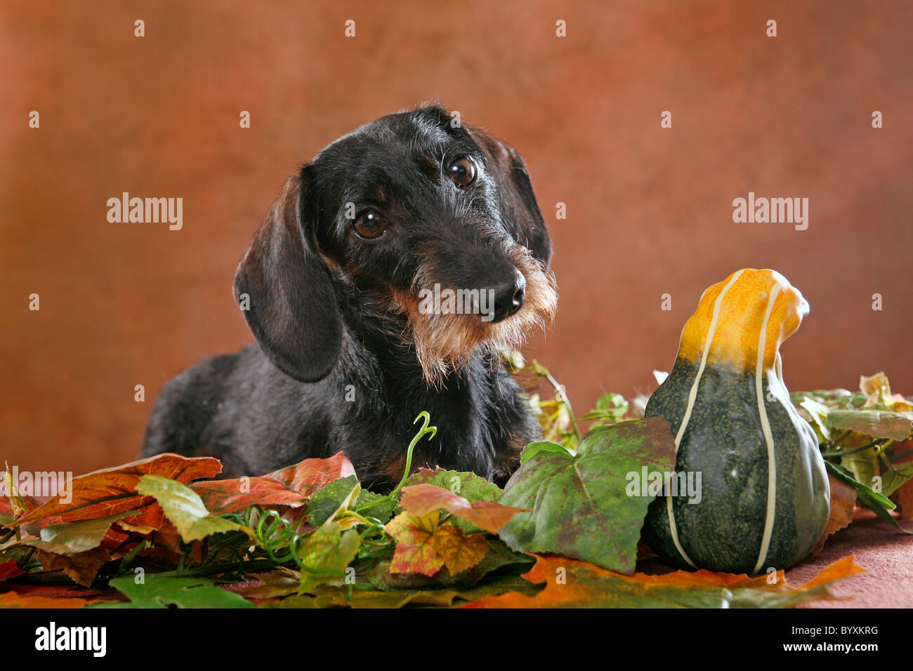 Dackel / Dachshund Stock Photo - Alamy