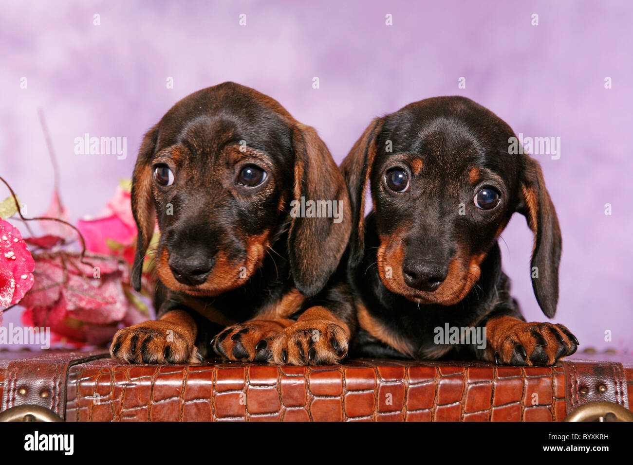 Dackel Welpen / Teckel Puppies Stock Photo - Alamy