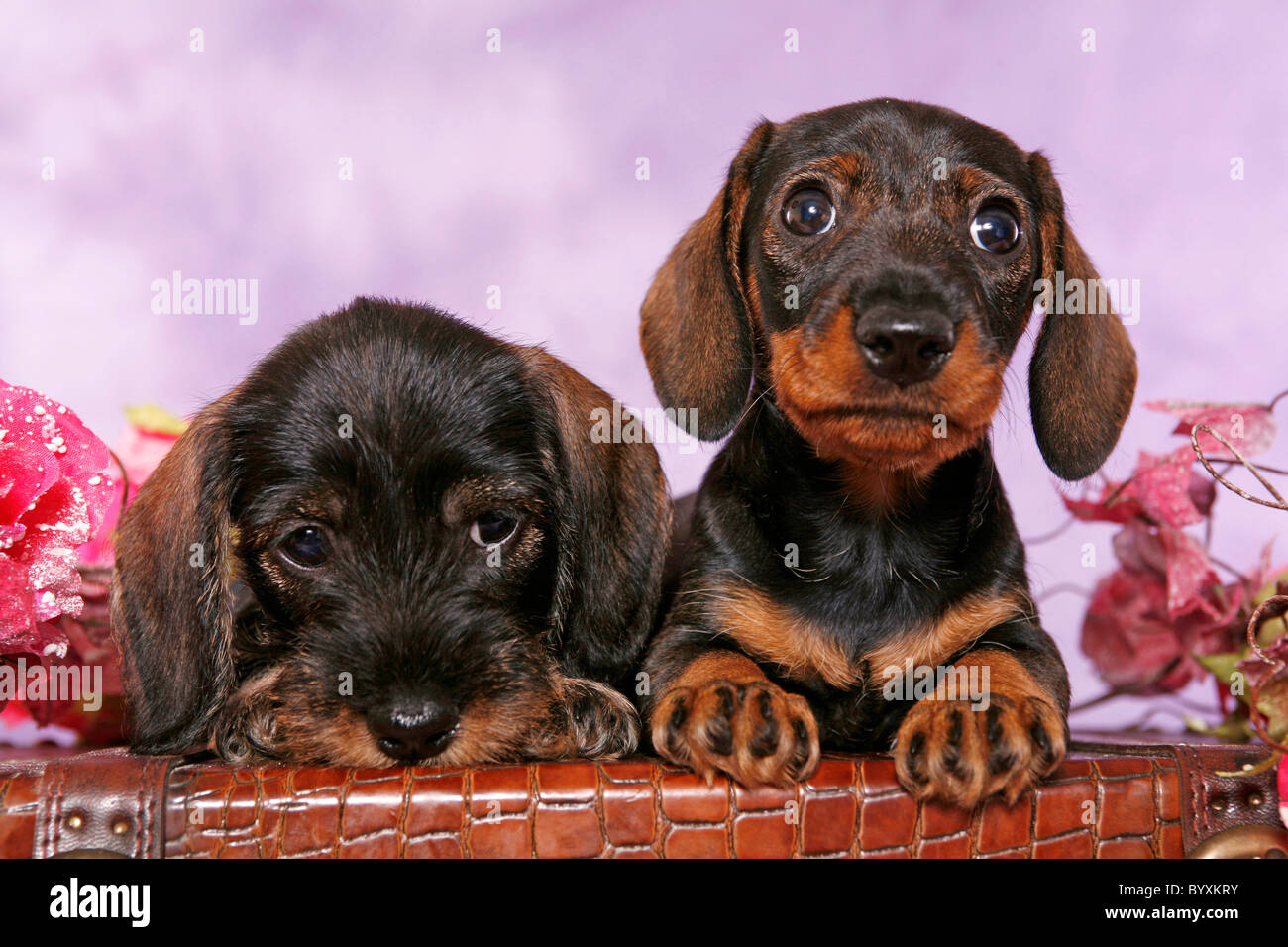Dackel Welpen / Teckel Puppies Stock Photo - Alamy