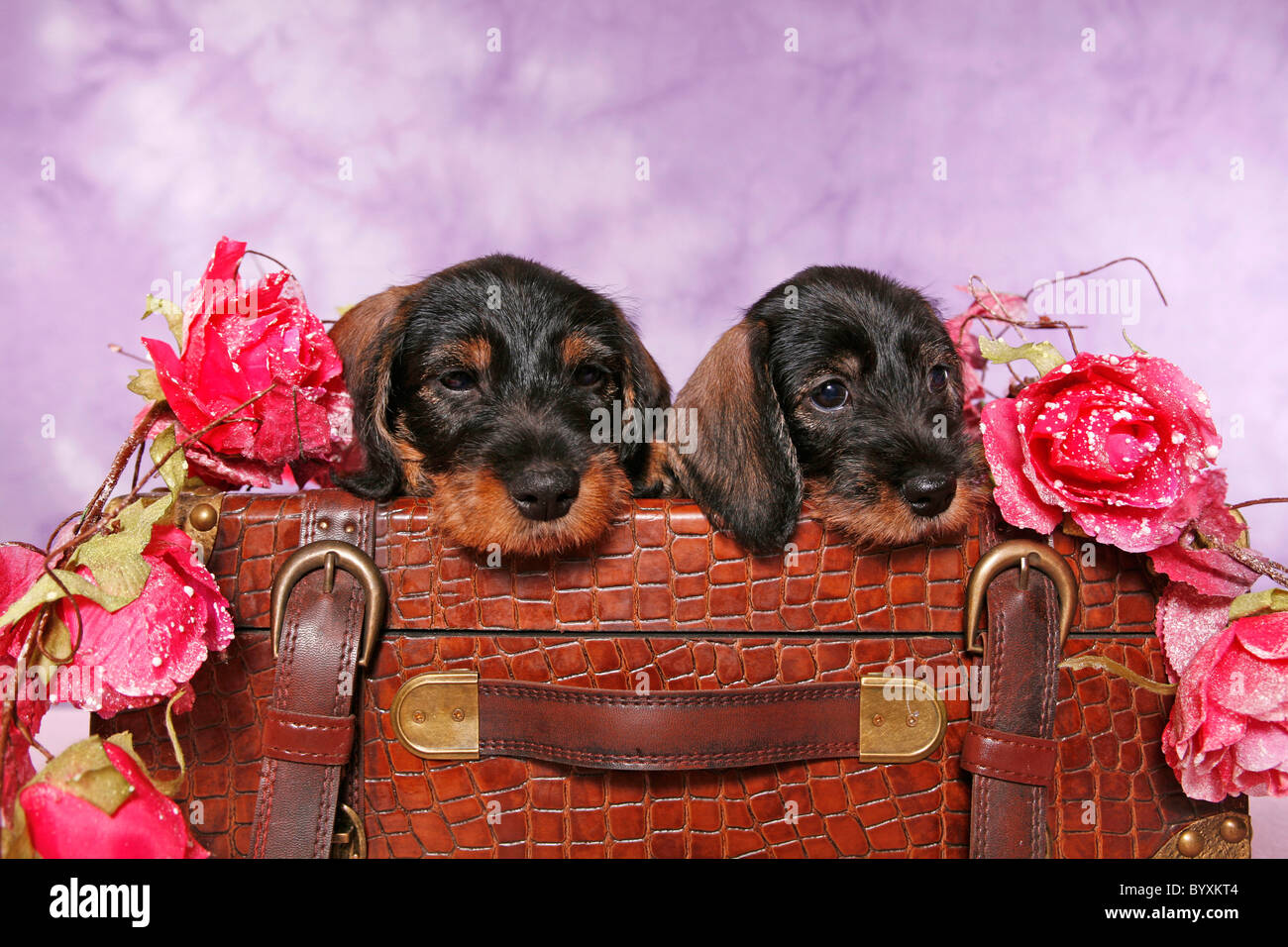 Dackel Welpen / Teckel Puppies Stock Photo - Alamy