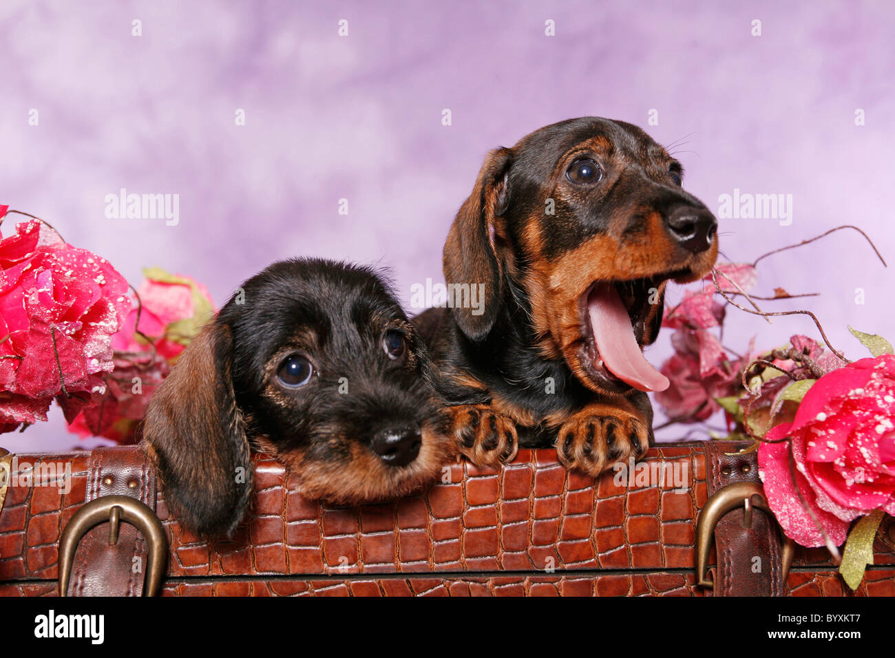 Dackel Welpen / Teckel Puppies Stock Photo - Alamy