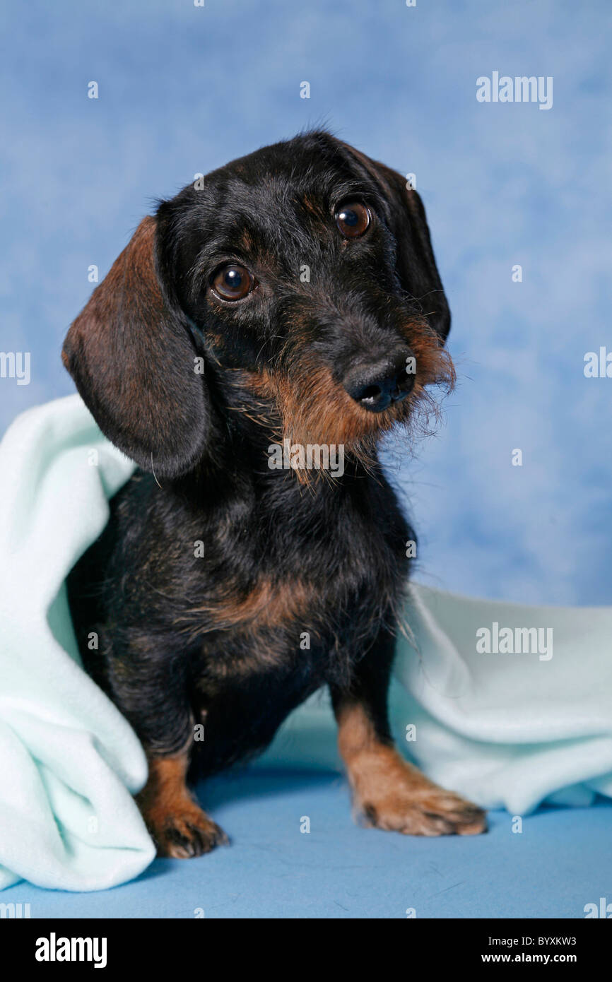 Dackel / Dachshund Stock Photo - Alamy