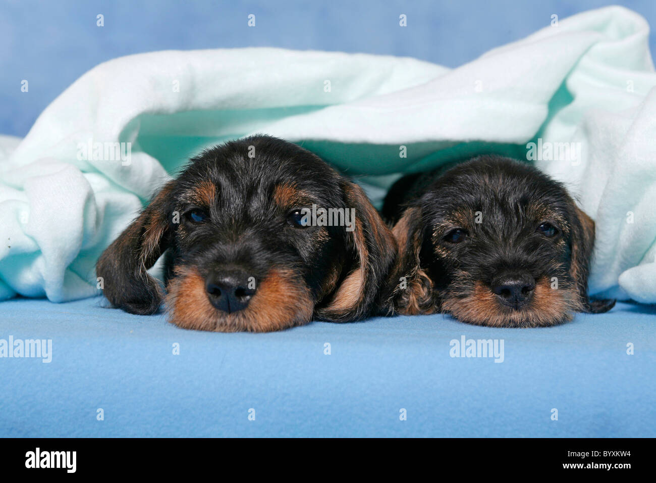 Dackel Welpen / Teckel Puppies Stock Photo - Alamy