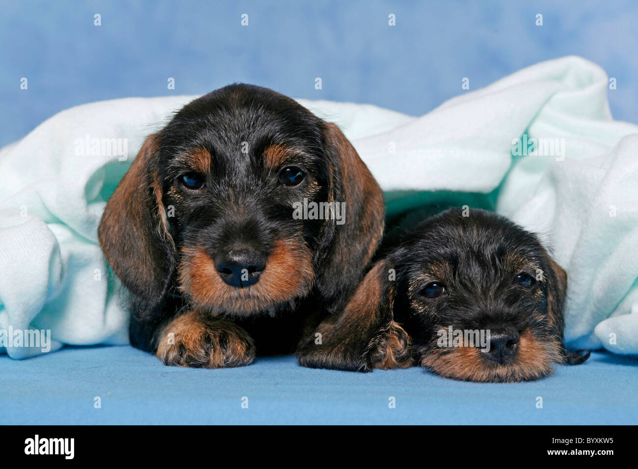 Dackel welpen hi-res stock photography and images - Alamy