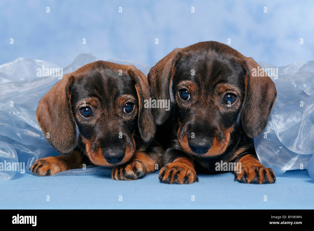 Dackel Welpen Teckel Puppies High Resolution Stock Photography and ...