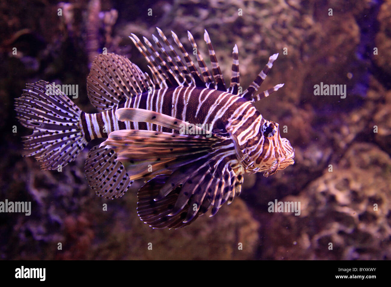 Kuwait, Kuwait City, Aquarium, Lion fish, Pterios miles Stock Photo - Alamy
