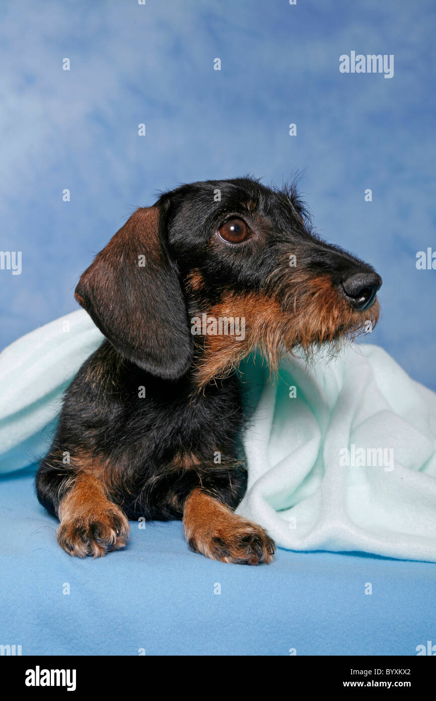 Dachshunde hi-res stock photography and images - Alamy
