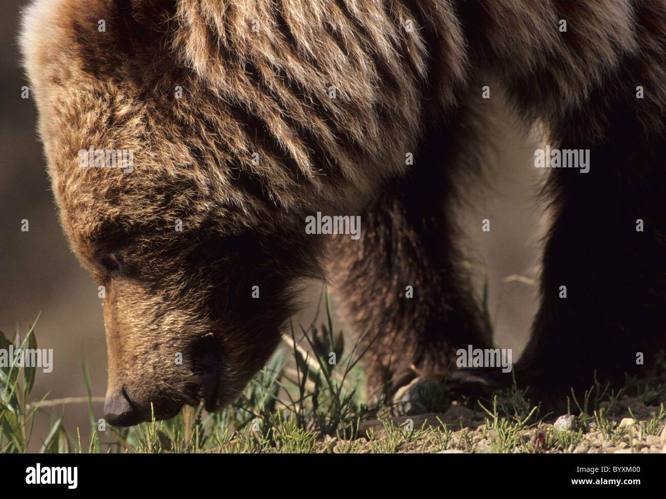 Grizzly Bear, Denali National Park, Alaska, Brown Bear, Bear, Bears ...