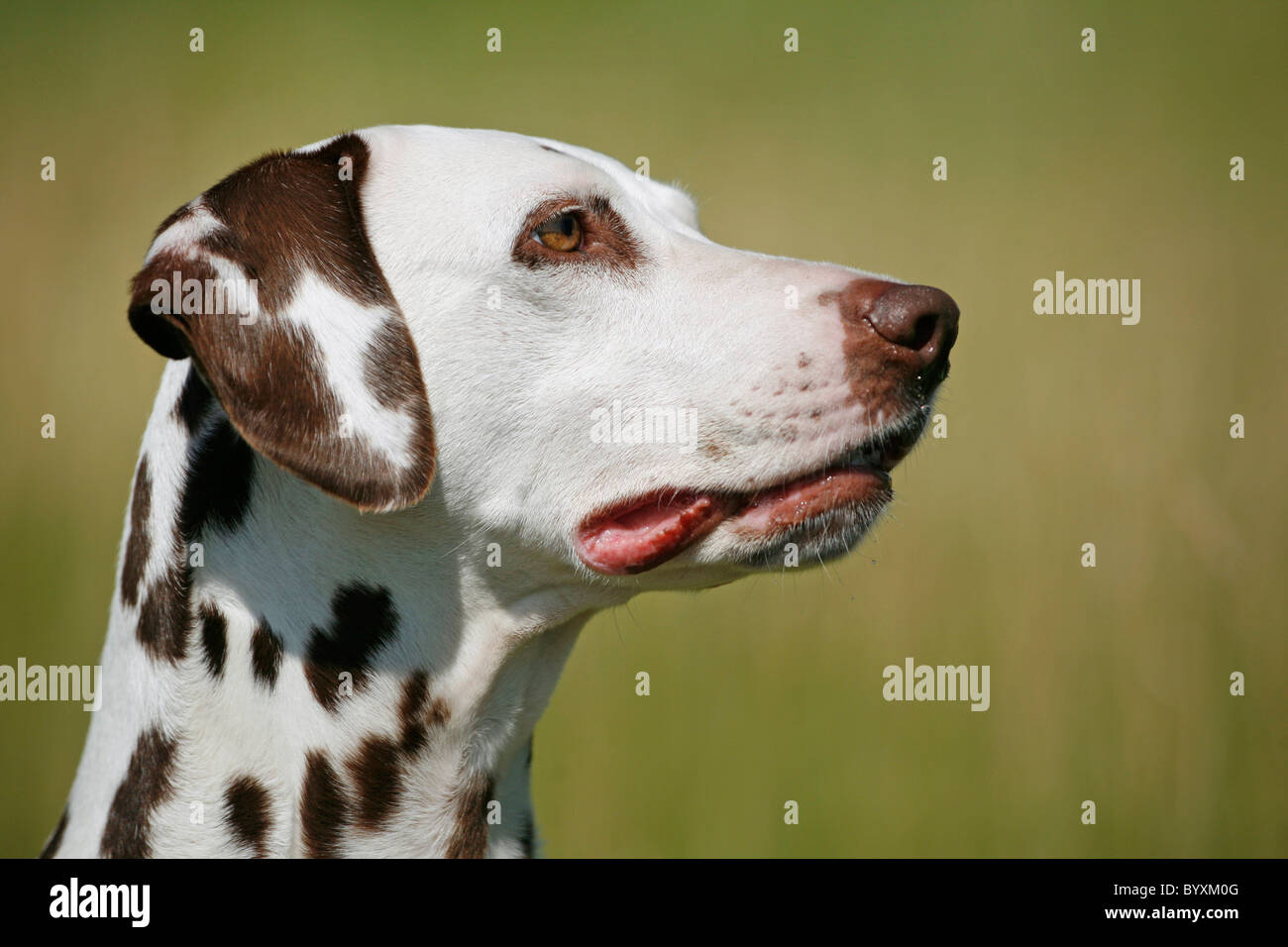Dalmatiner Portrait / Dalmatian Portrait Stock Photo - Alamy