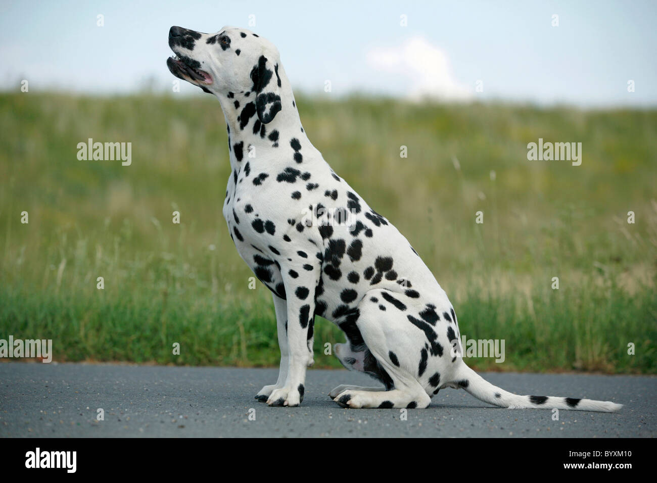 sitzender Dalmatiner / sitting Dalmatian Stock Photo - Alamy
