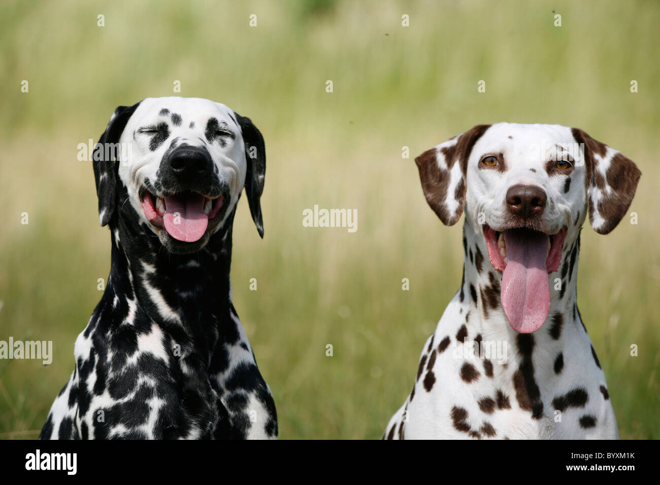 Dalmatiner Portrait / Dalmatian Portrait Stock Photo - Alamy